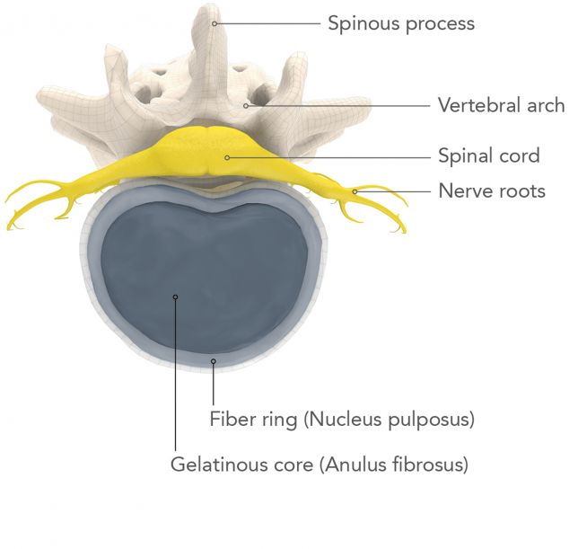 vertebra, spinal disc, spinous process, pedicle, spinal canal, nerves